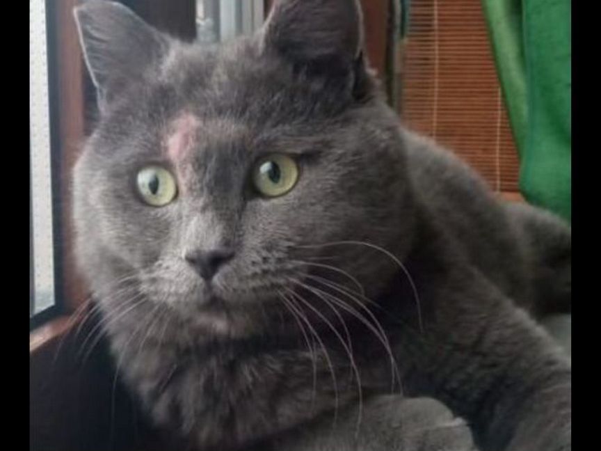 Кот русская голубая