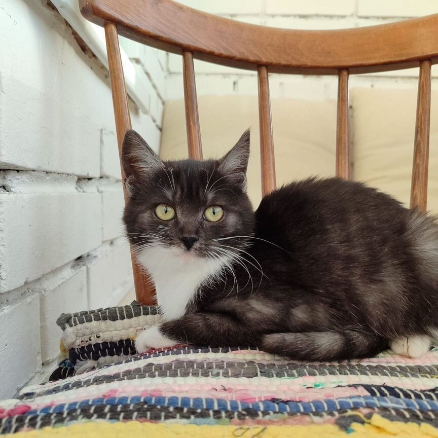 Лика ищет дом