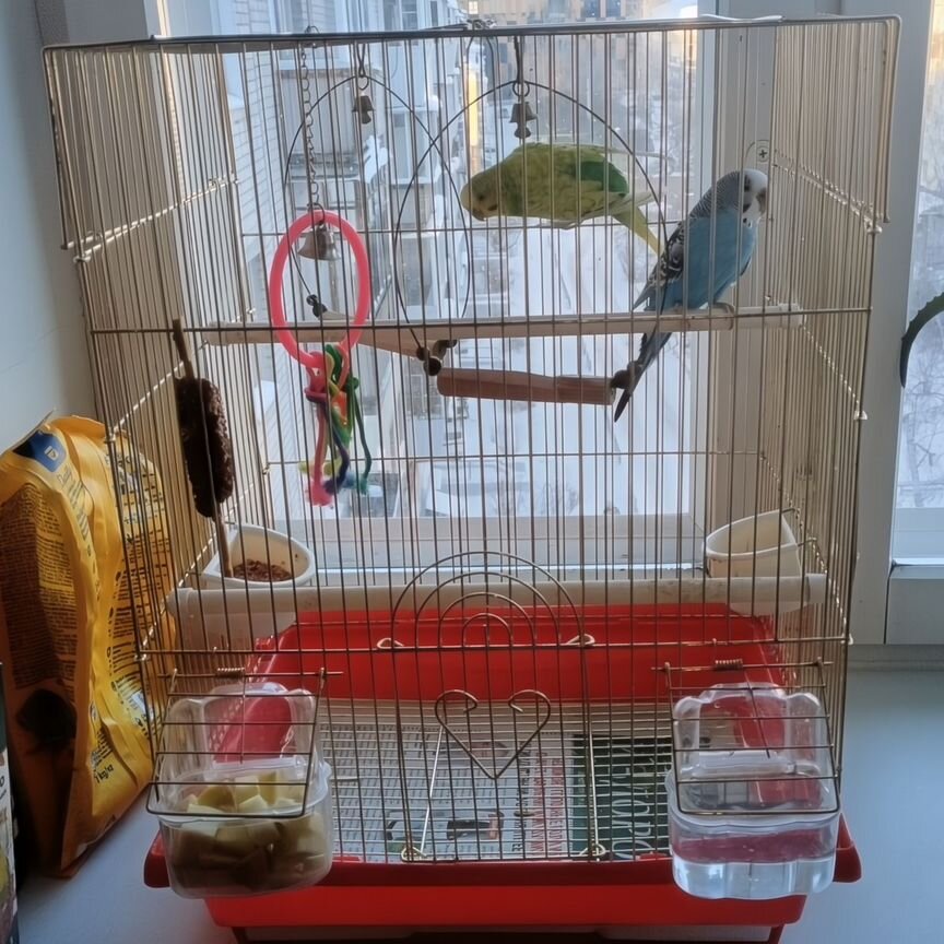 Волнистые попугаи