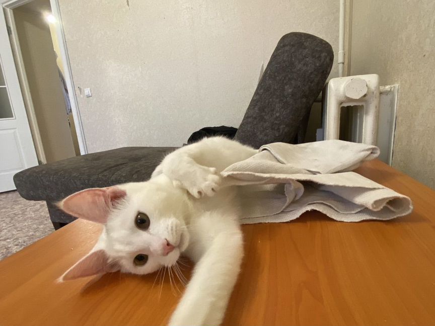 Отдам кошку в очень добрые руки