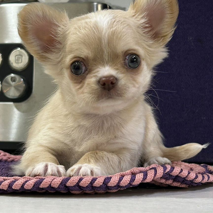 Чихуахуа, щенок