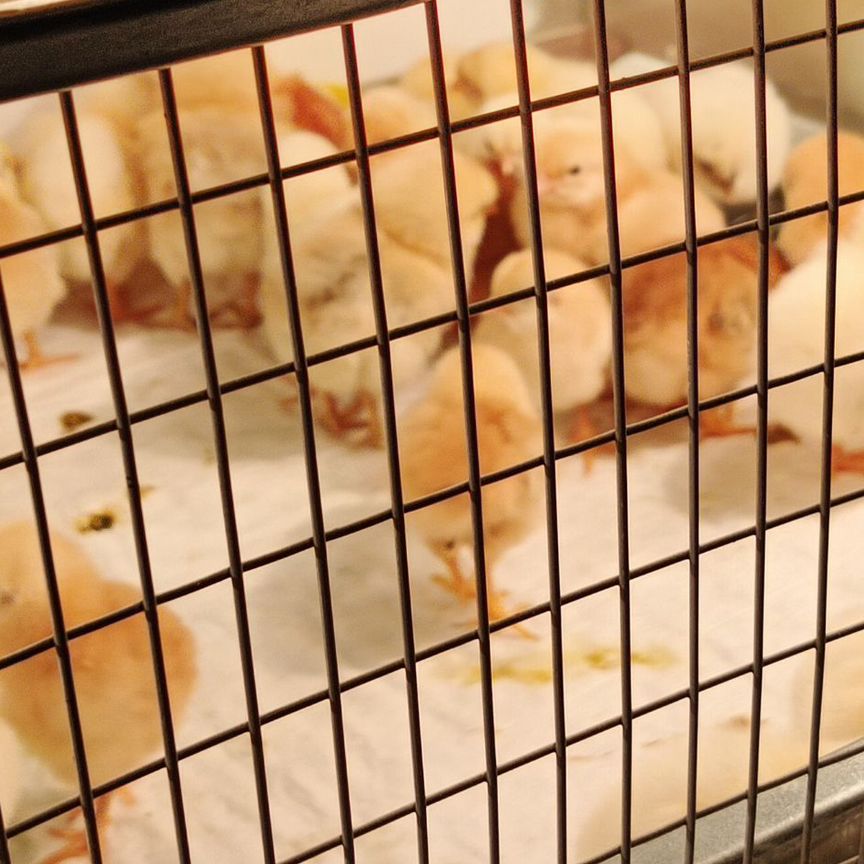 Цыплята бройлеры кобб 500 подрощенные