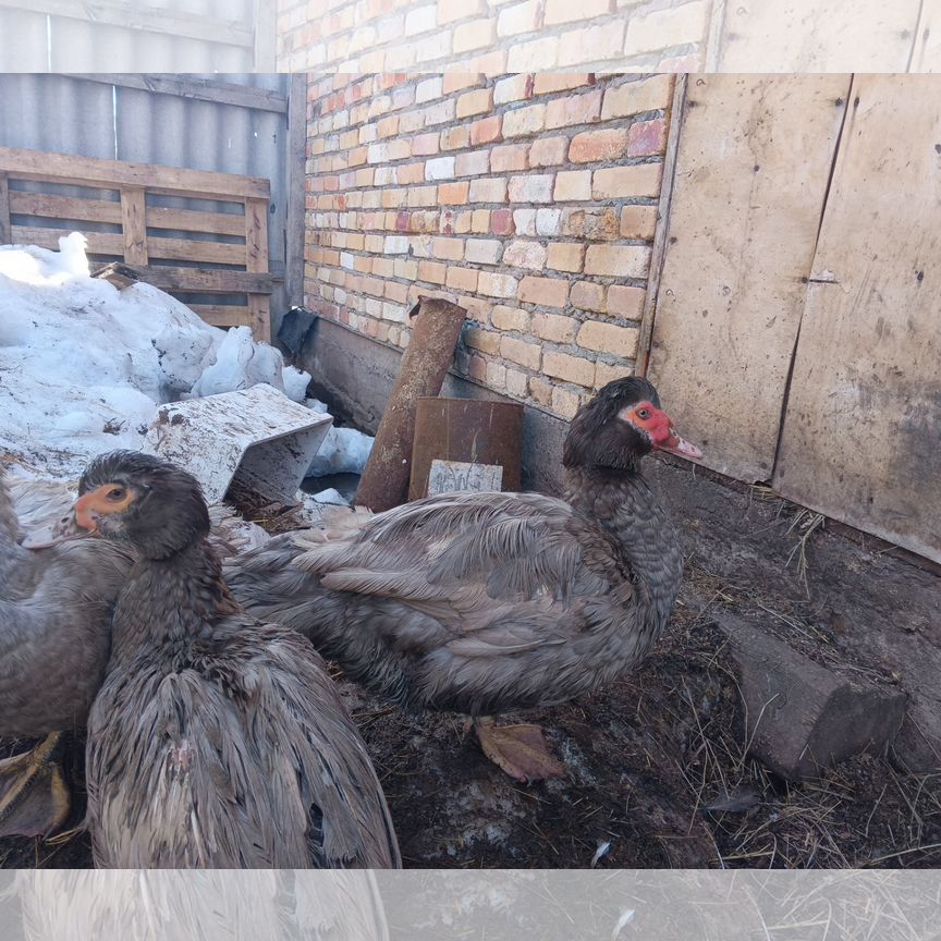 Утакаи ндоутки