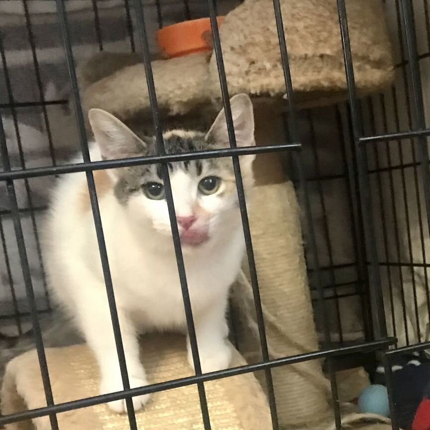 Ищу дом котенку