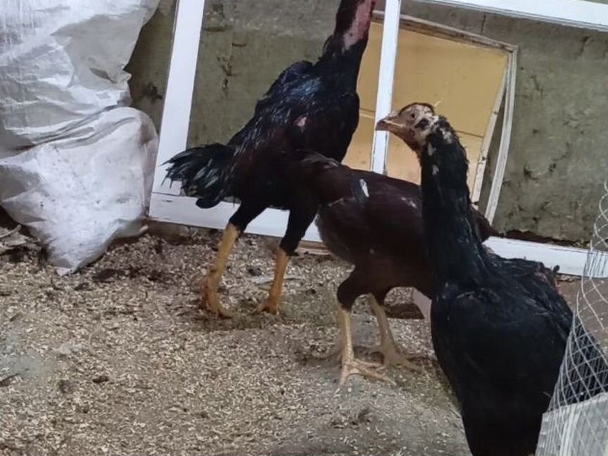 Бойцовые Петушки