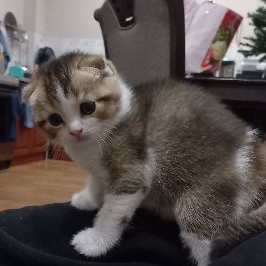 Шотландская вислоухая