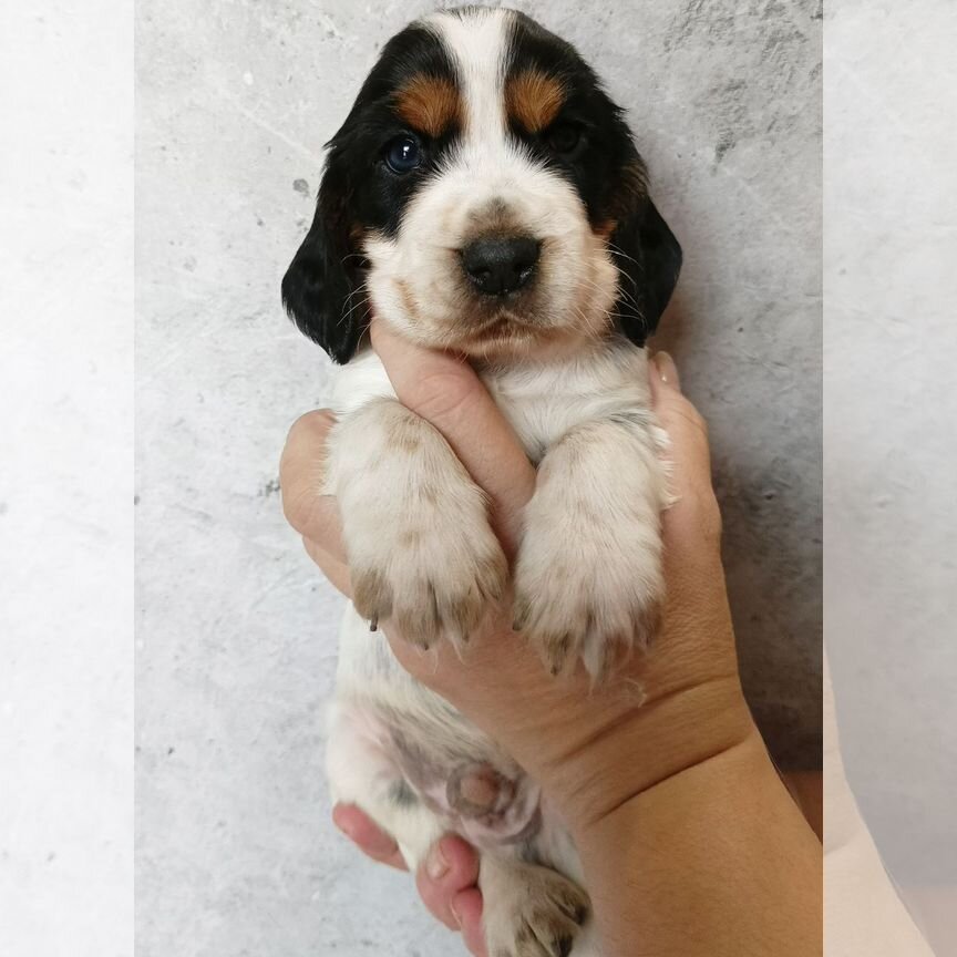 Русский охотничий спаниель щенки