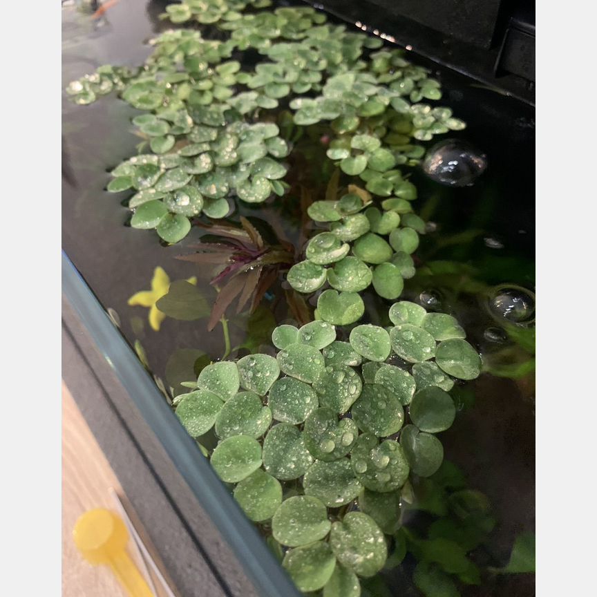 Аквариумное растение сальвиния