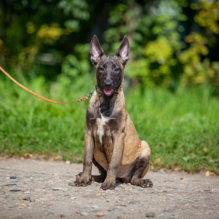 Щенки малинуа