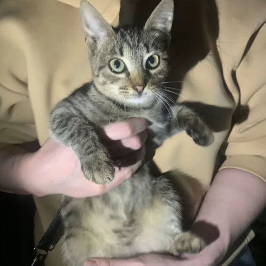 Котёнок в добрые руки