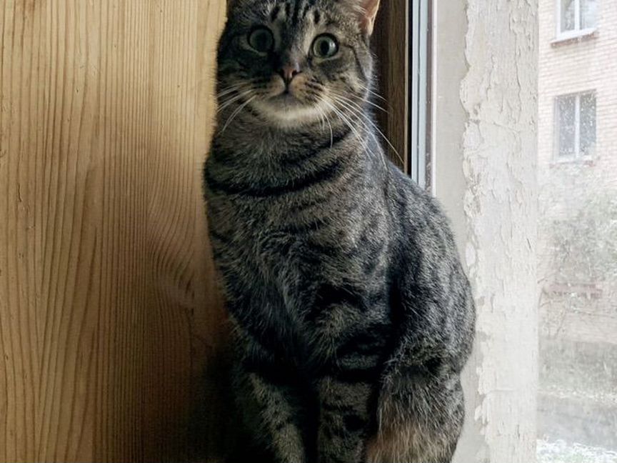 Кот в добрые руки