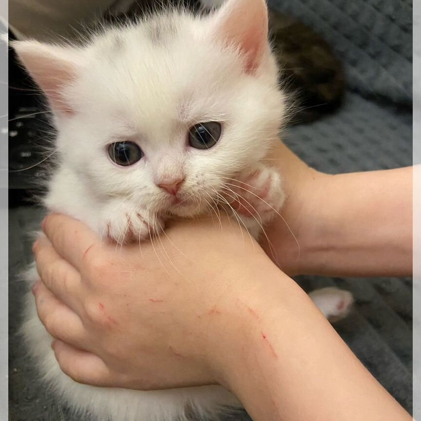 Шотландский вислоухий короткошёрстный котёнок