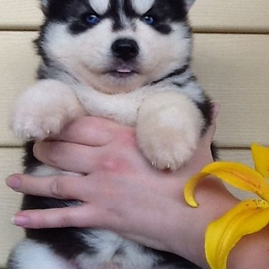 Красавцы Хасятки