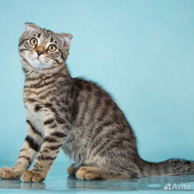 Вислоухий котёнок Батыр вы добрые руки
