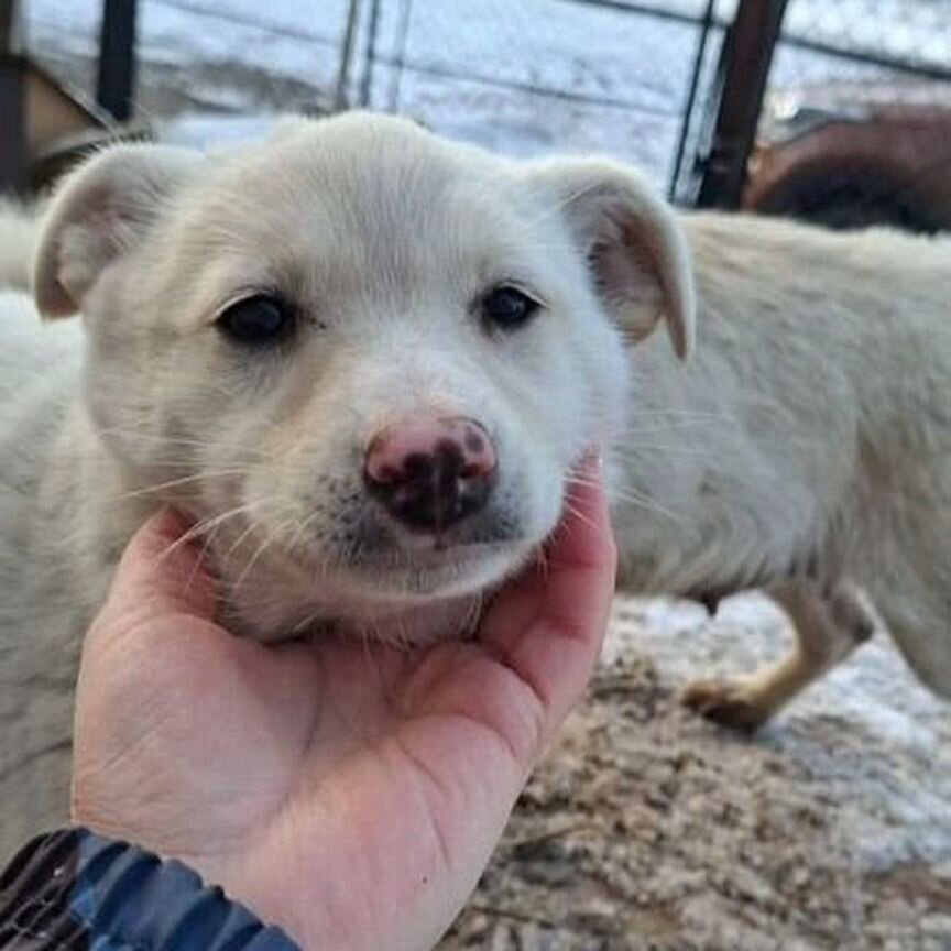 Щенки в добрые руки