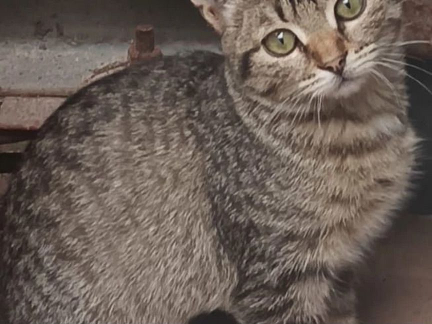 Котик в добрые руки