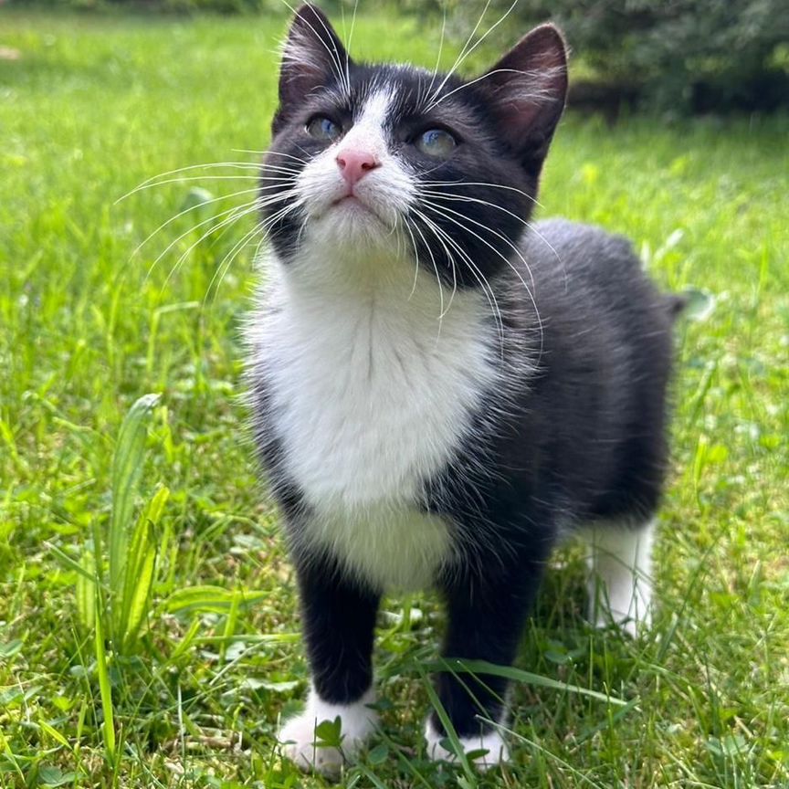 Котенок мальчишка в добрые руки