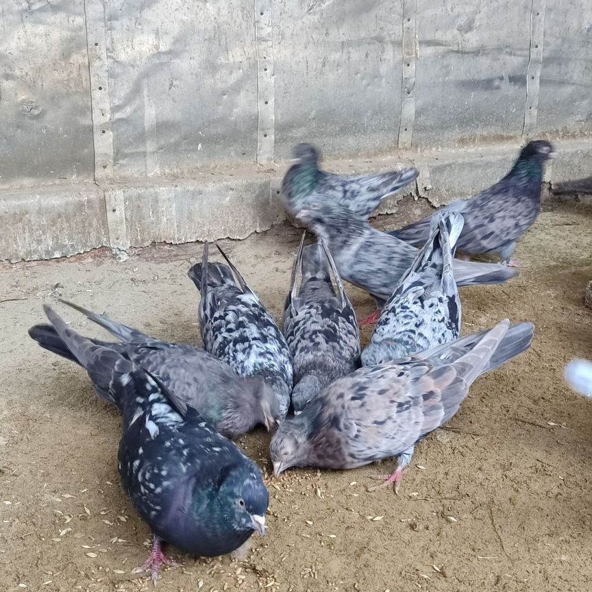 Бакинские мраморные голуби