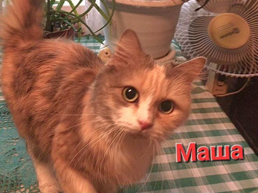 Стерилизованные кошки. Спасите