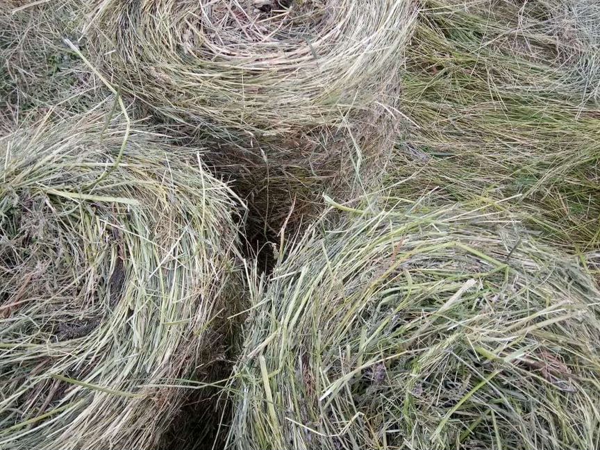 Сено луговое в тюках. 2023г. Самовывоз. Доставка