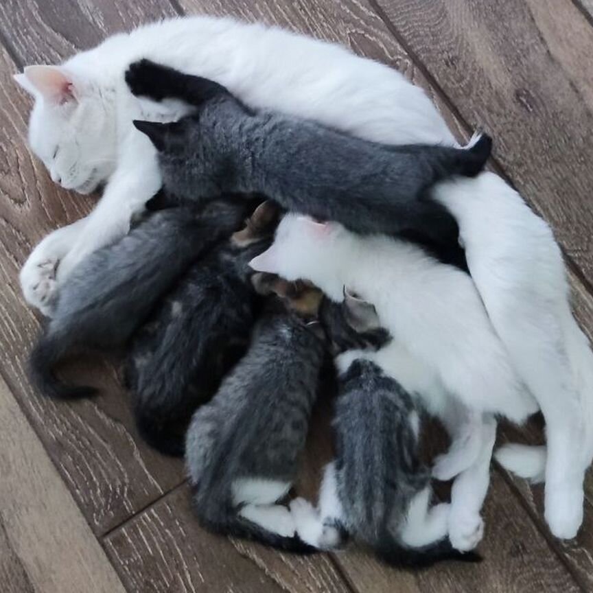 Красивые котята в добрые руки бесплатно