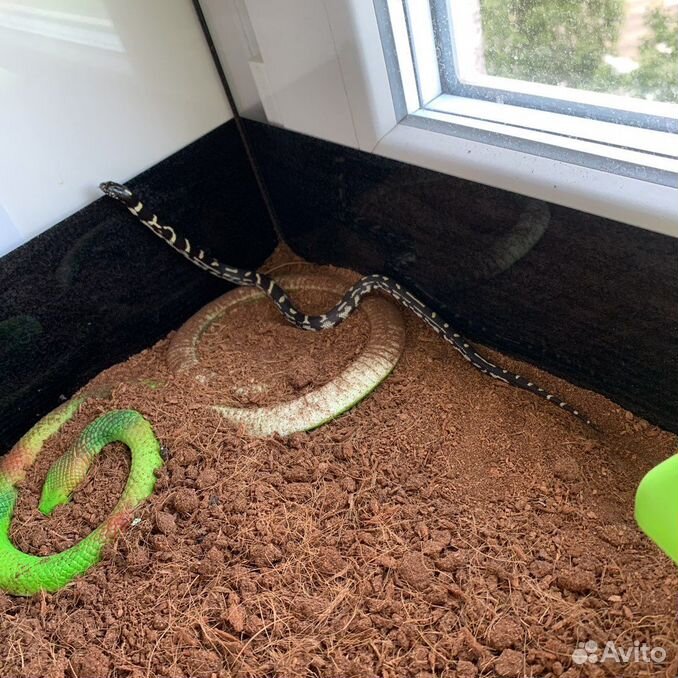Змея (калифорнийская королевска змея)