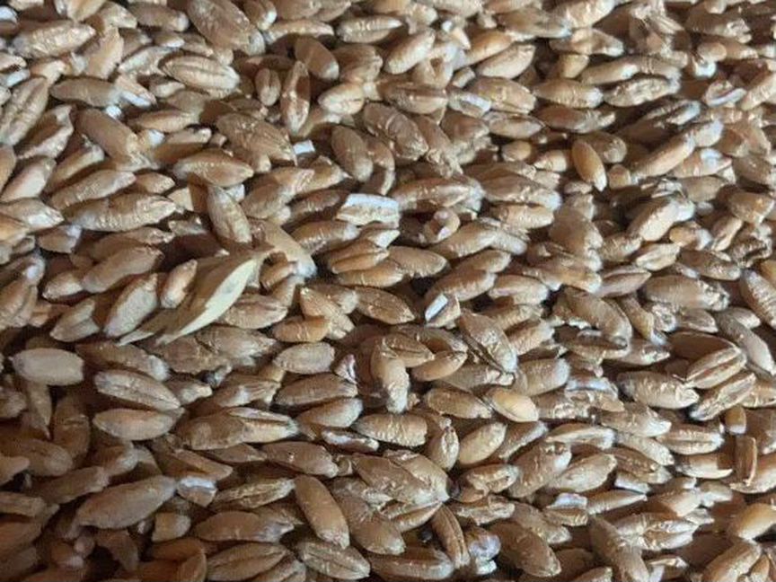 Просо, Фуражная пшеница корма