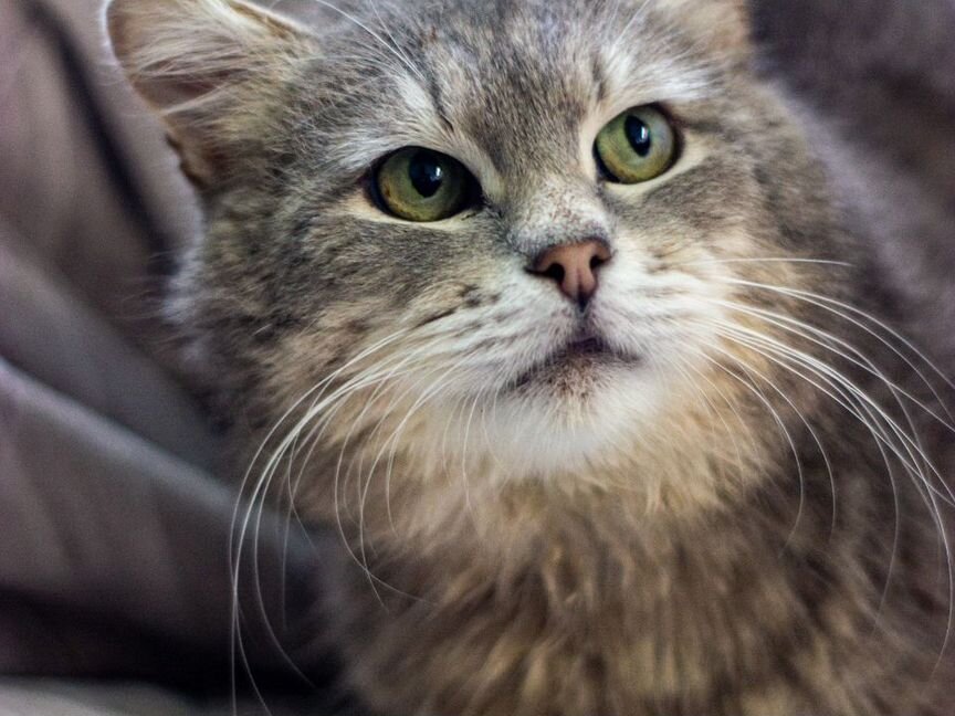 Котик Серега