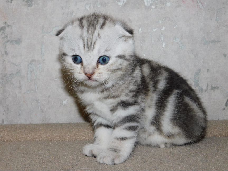 Шотландские котята