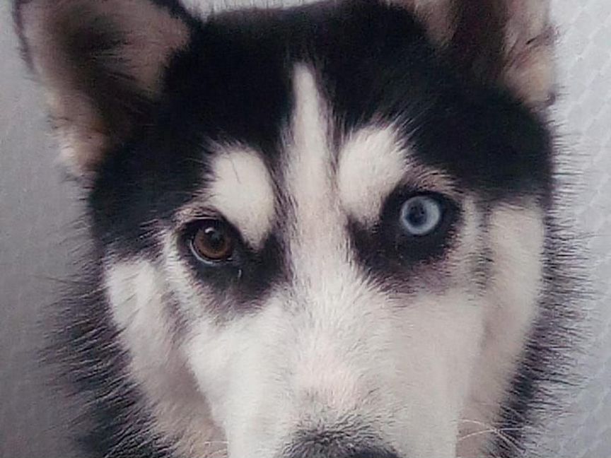 Продажа щенка Сибирской Хаски