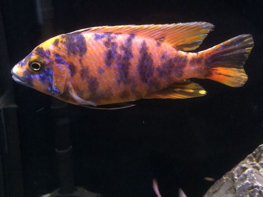 Цихлиды бесплатно