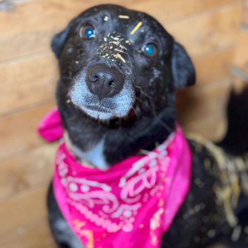 Собака в добрые руки