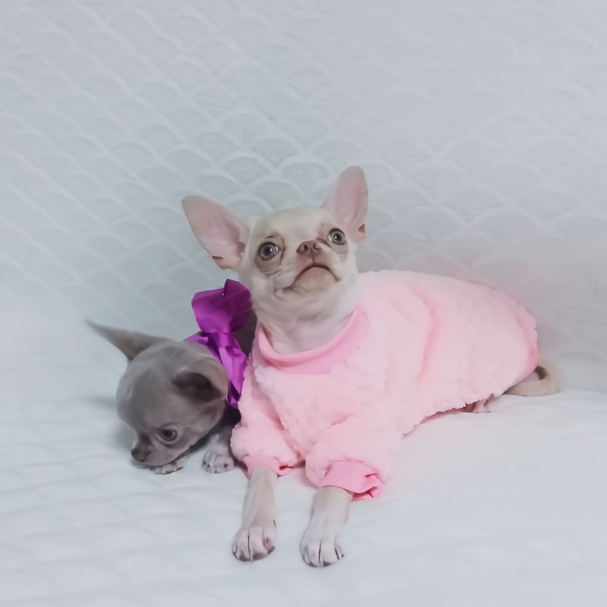 Чихуахуа, щенок