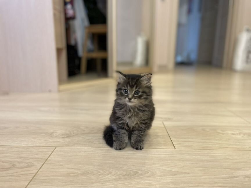 Сибирский котик