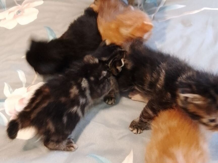 Котята породы бобтейл