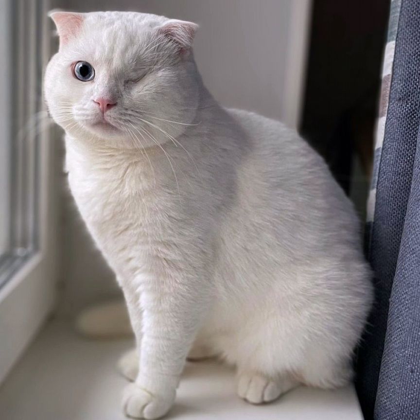 Шотландский вислоухий короткошёрстный, взрослый кот