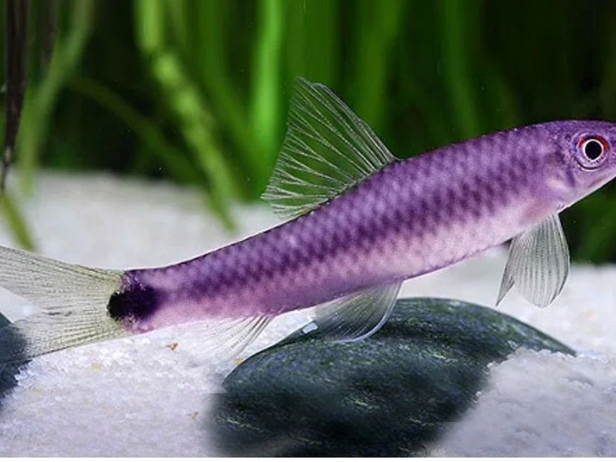 Водорослеед фиолетовый