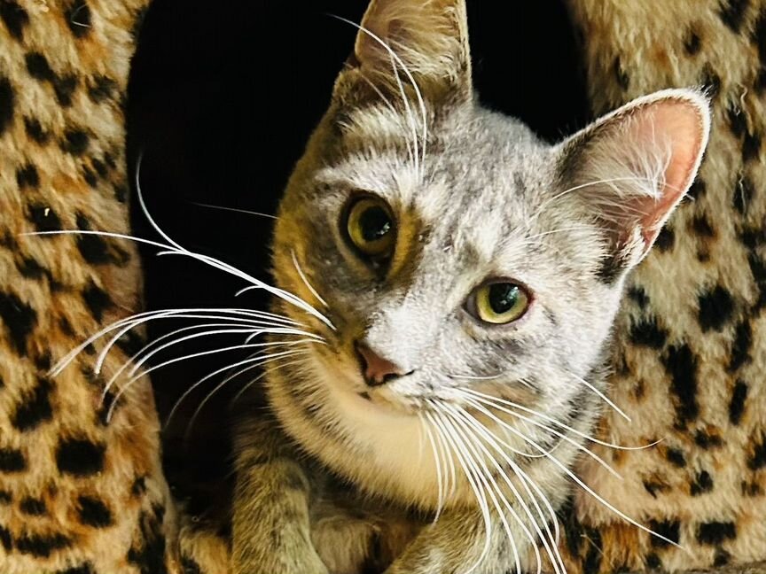 Кот компаньон ищет дом