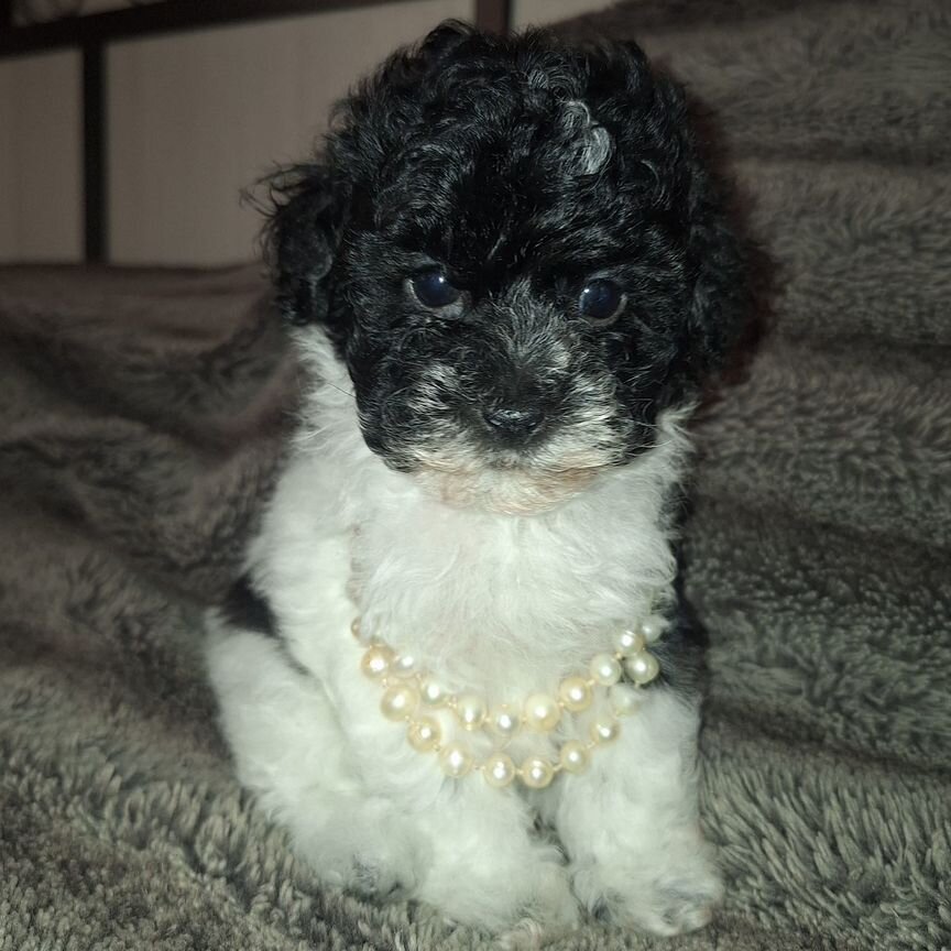 Той-пудель, щенок