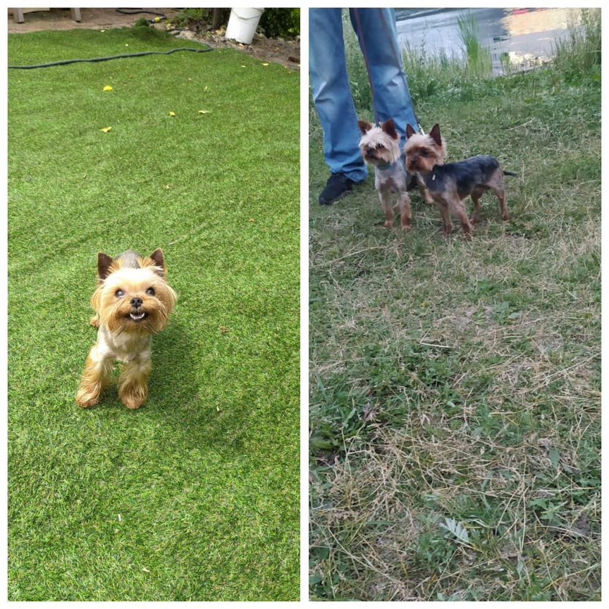 Йоркширский терьер мини мальчик