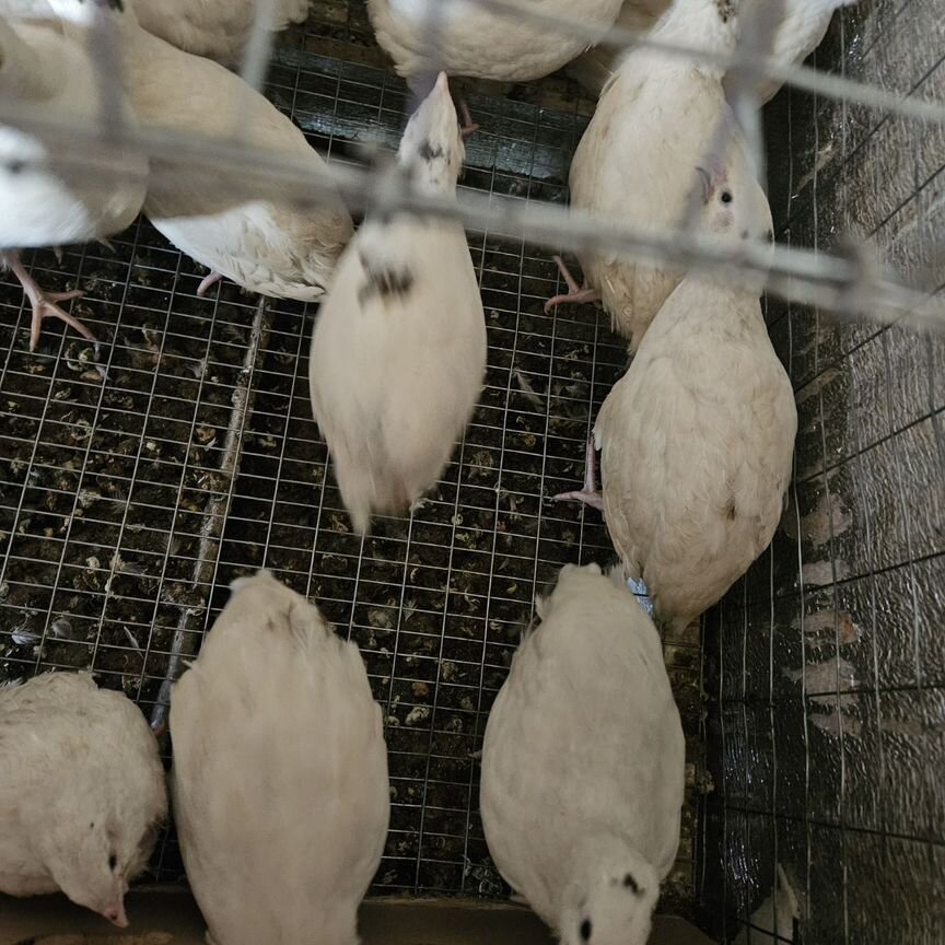 Перепелки несушки