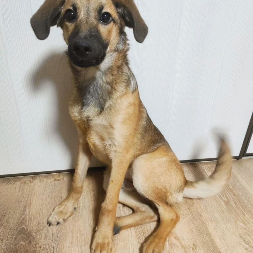 Щенок овчарки