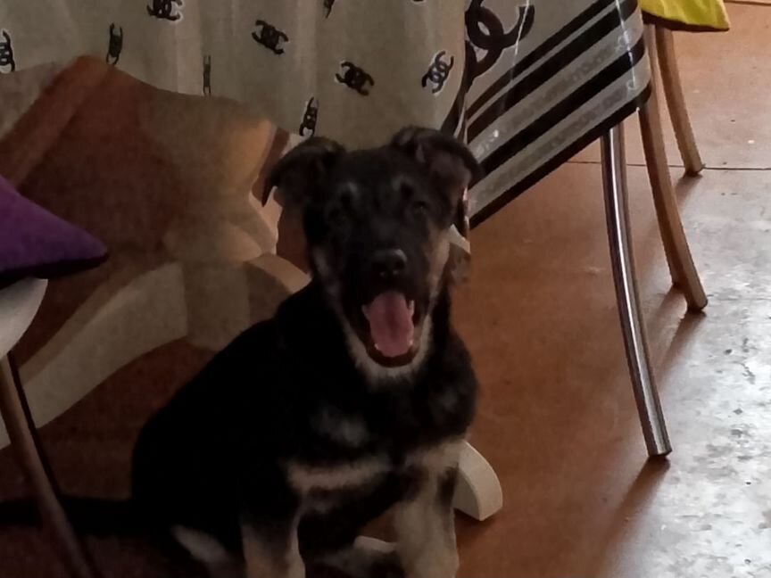 Продам восточно европейскую овчарку