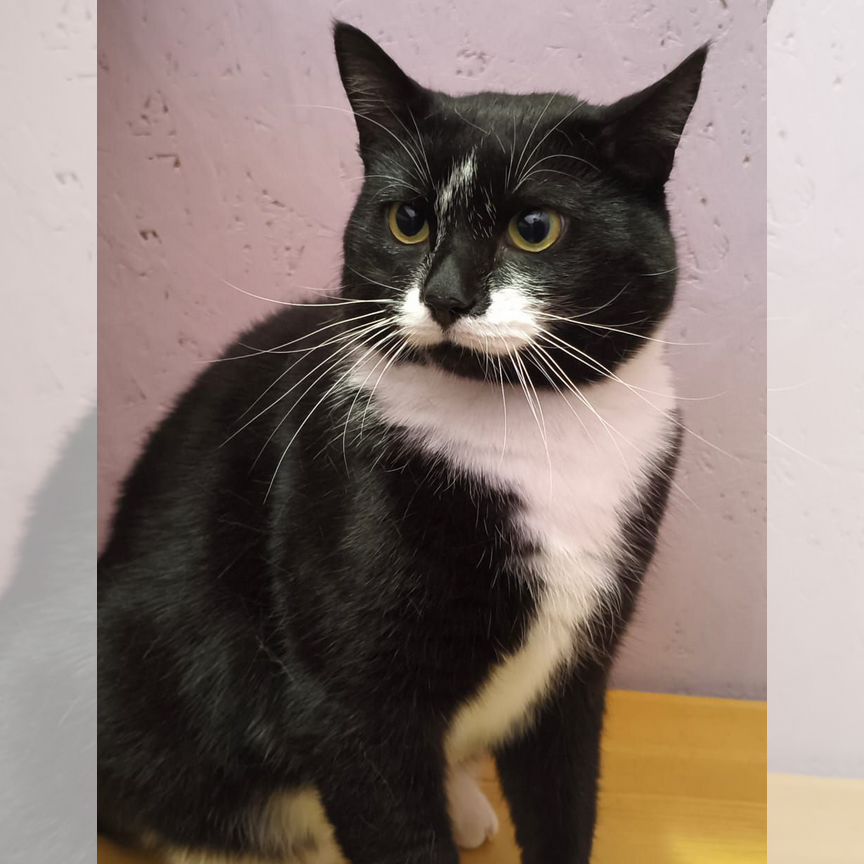 Взрослый кот в добрые руки