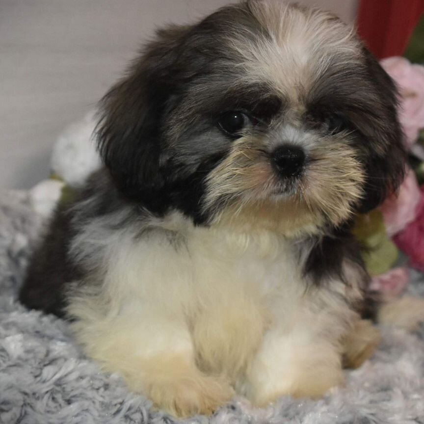 Ши-тцу, щенок