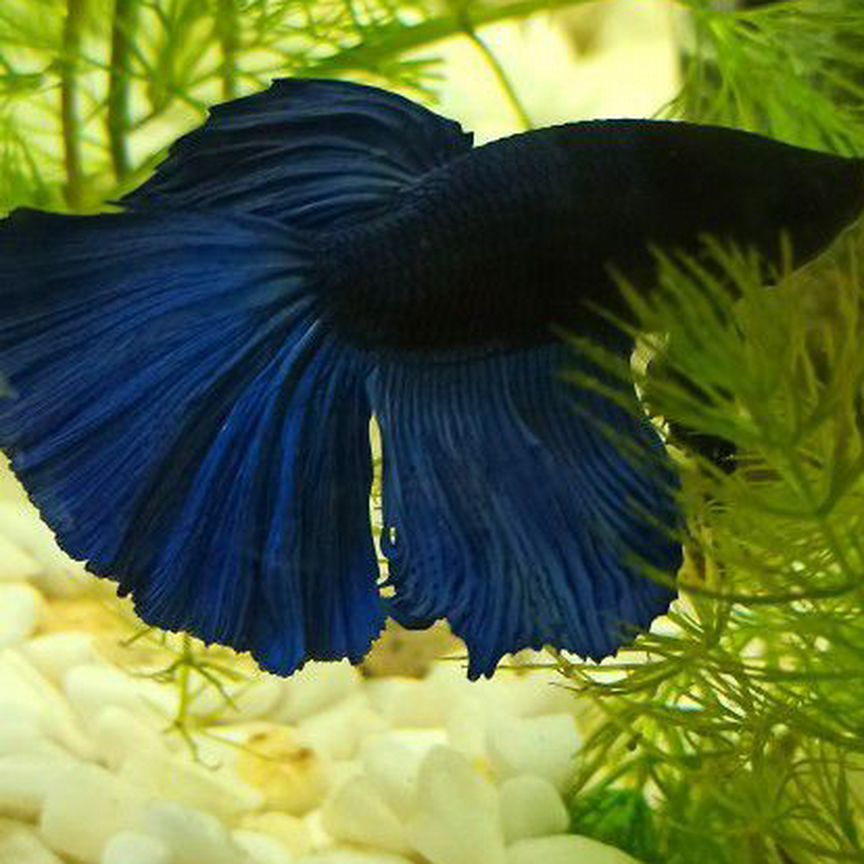 Рыбка петушок самец супердельта