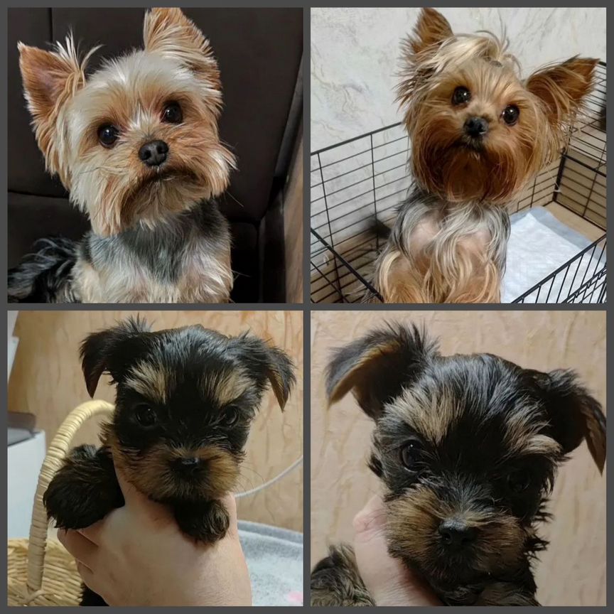 Йоркширский терьер, щенок