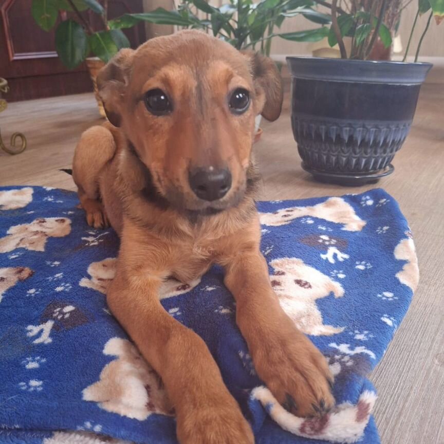 Щенок в добрые руки