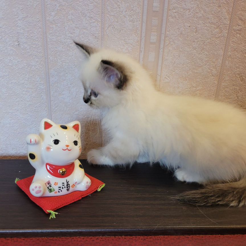 Котенок Священная Бирма