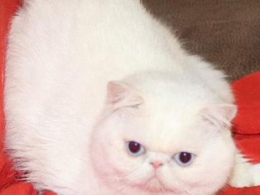 Экзотический котик